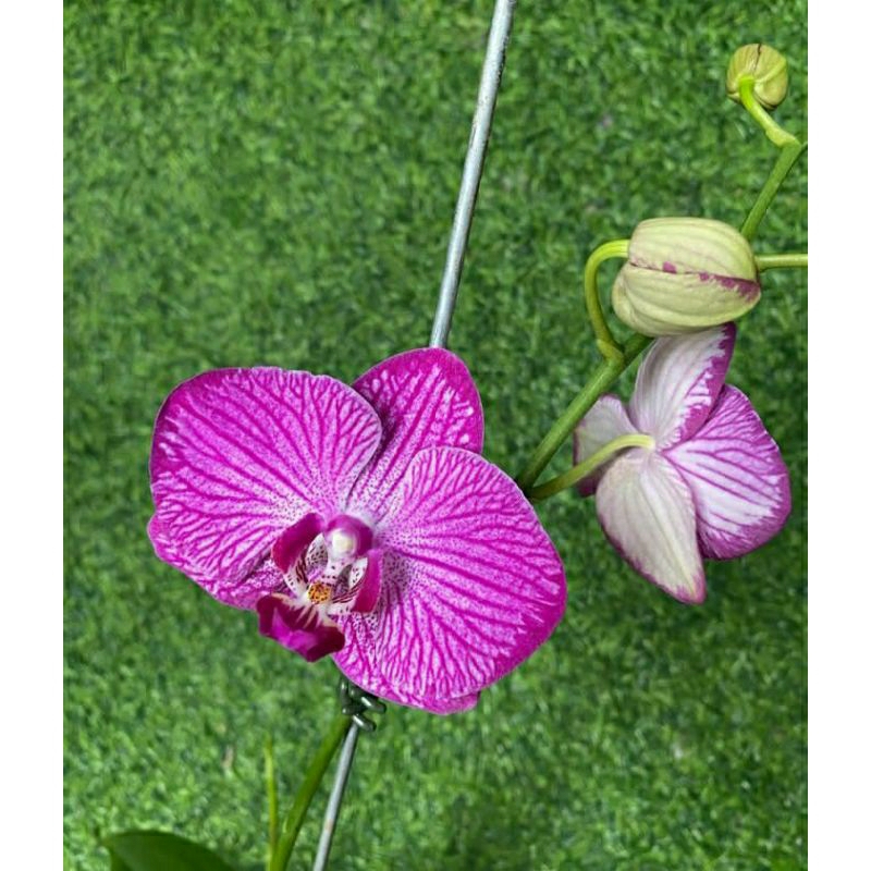 Jual Anggrek Bulan Dewasa Purple Stripe Splash - Anggrek Bulan Dewasa ...