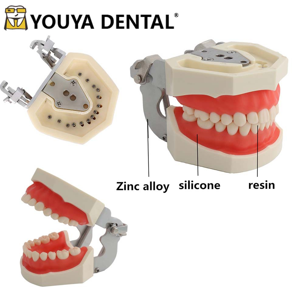 Jual Youya Model Studi Gigi / Phantom Gigi / Dental Model Typodont ...