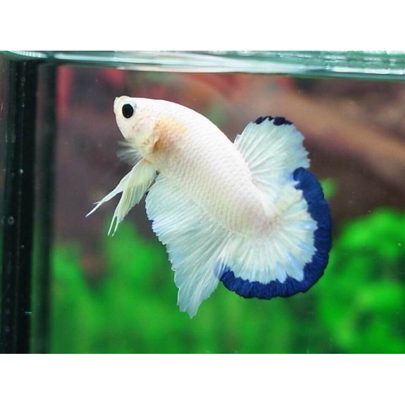 Jual PK BLUE RIM MASIH BAHANAN | Shopee Indonesia