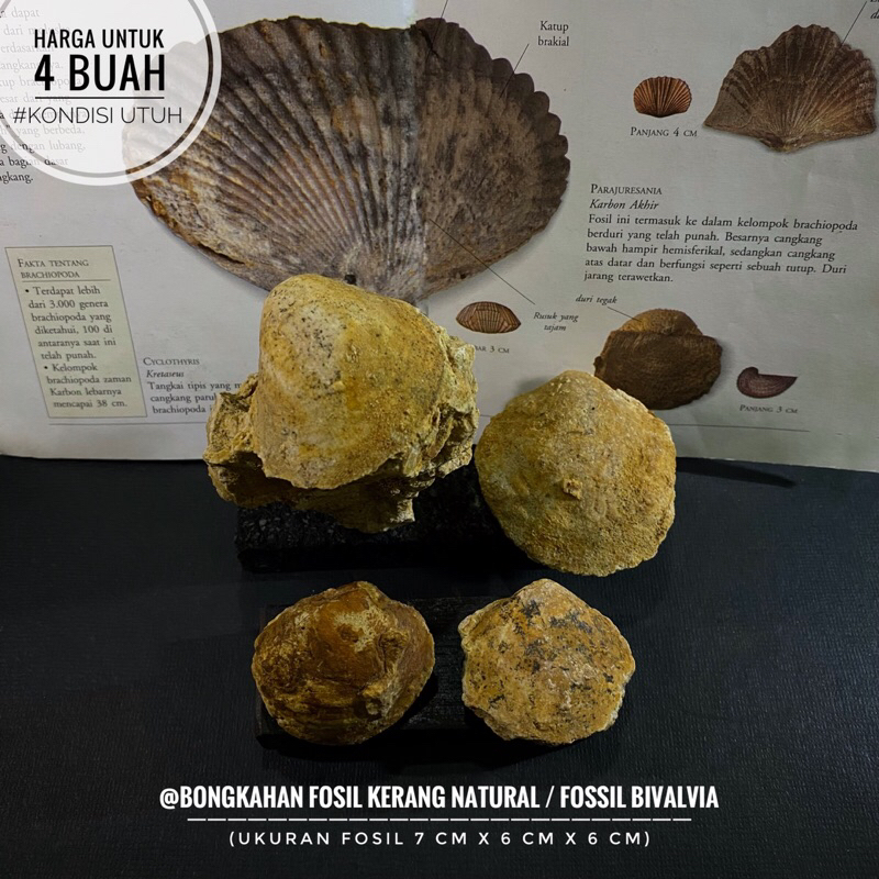 Jual Bongkahan Fosil Kerang Natural A36 atau Fosil Keong Alam atau ...