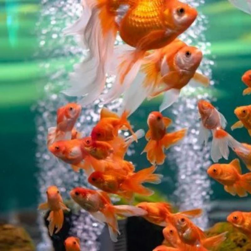 Jual koki Oranda isi 6 hiasan aquarium | Shopee Indonesia