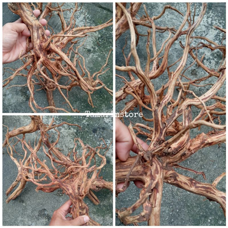 Jual Akar Kayu Rasamala Dekorasi Hiasan Aquarium Aquascape | Shopee ...