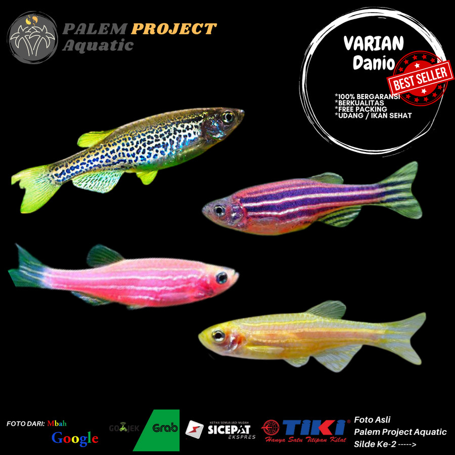 Jual Ikan Hias ZEBRA DANIO Ikan Zebra Ikan Danio Tetra - Ikan Aquascape ...