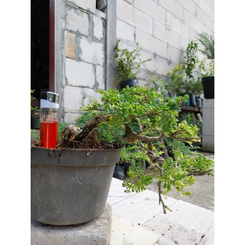 Jual Bonsai kawista batu // bonsai jadi // bonsai mame // tanaman hias ...