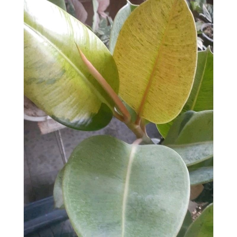 Jual ficus elastica shivereana / tanaman hias semarang | Shopee Indonesia