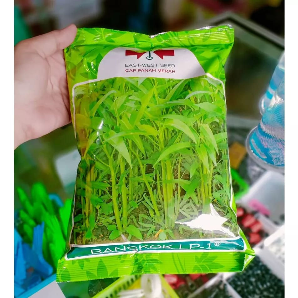 Jual PM - Benih Kangkung Bangkok 1 kg - Benih Kangkung Serimpi 1 kg ...