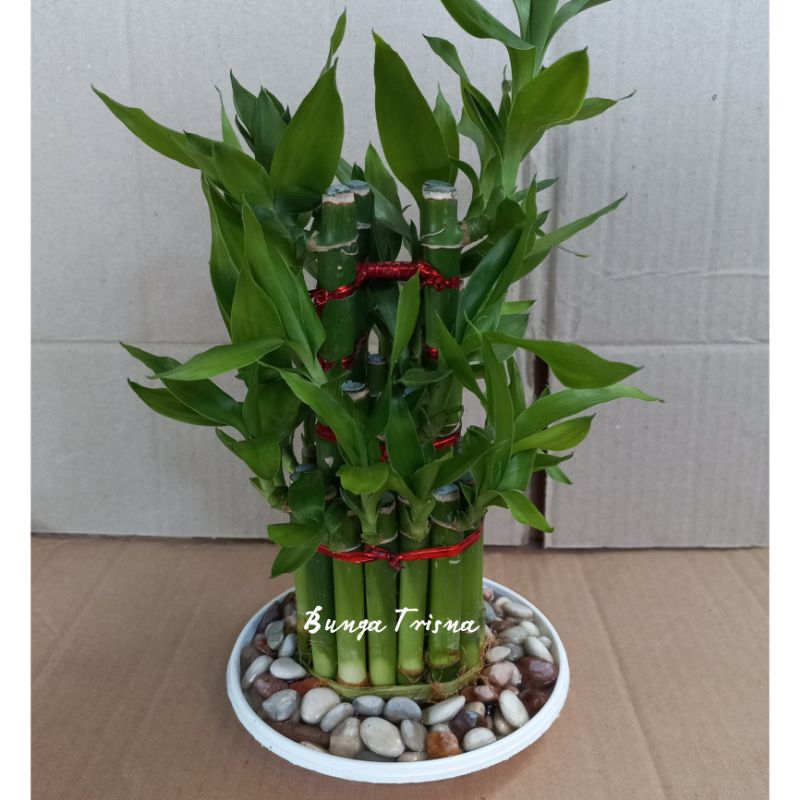 Jual BAMBU HOKI / BAMBU REJEKI / BAMBU LUCKY / BAMBU KEBERUNTUNGAN ...