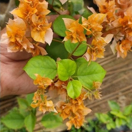 Jual Bougenville Hawai Orange Bugenvil Hawai Bunga Tumpuk Ori Shopee