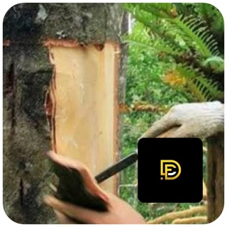 Jual Pohon Kemiri Terlengkap & Harga Terbaru Juni 2024 | Shopee Indonesia