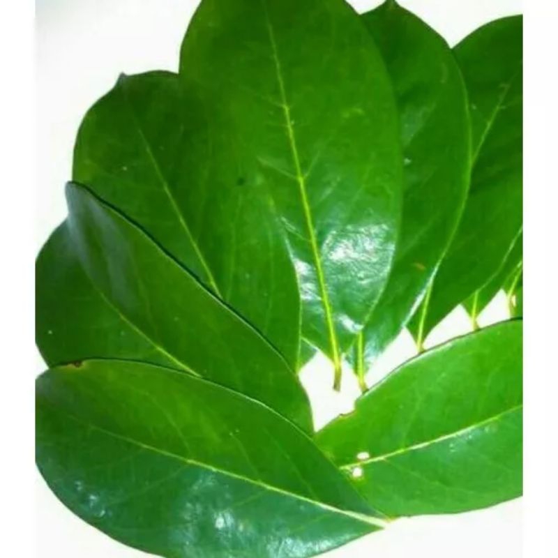 Jual 100 Lembar Terbaik Daun Sirsak Segar 100 Lembar DAUN SIRSAK herbal ...