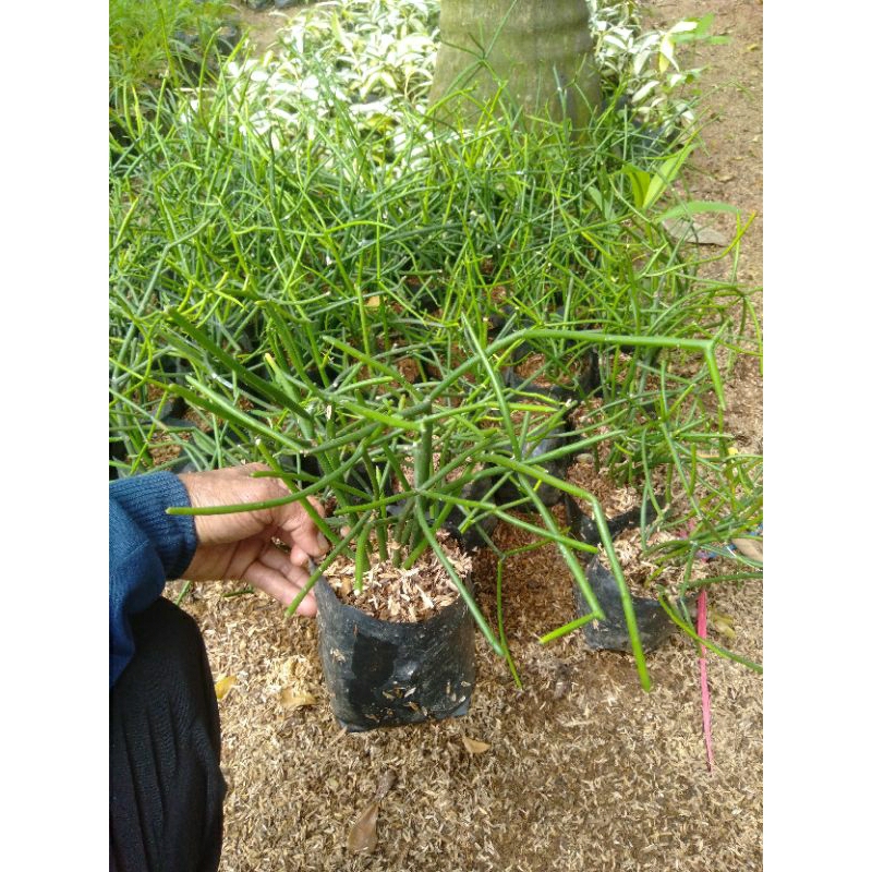 Jual Pohon patah tulang - patah tulang | Shopee Indonesia