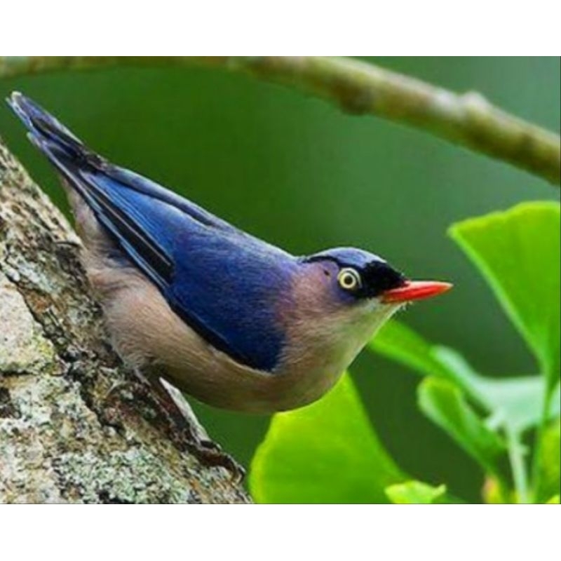 Jual BURUNG RAMBATAN PARUH MERAH | Shopee Indonesia