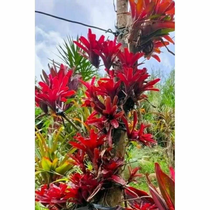Jual Tanaman bromelia merah | Shopee Indonesia
