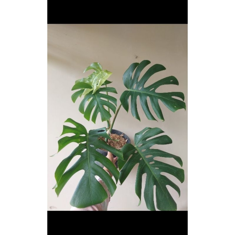 Jual Monstera King | Shopee Indonesia