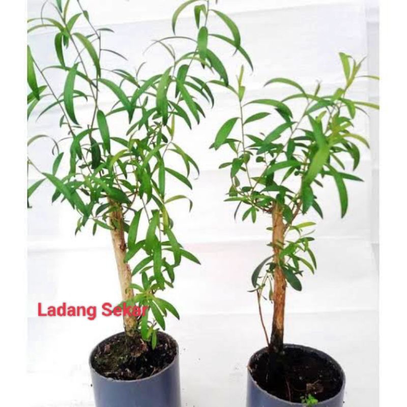 Jual Tanaman Minyak Kayu Putih | Shopee Indonesia