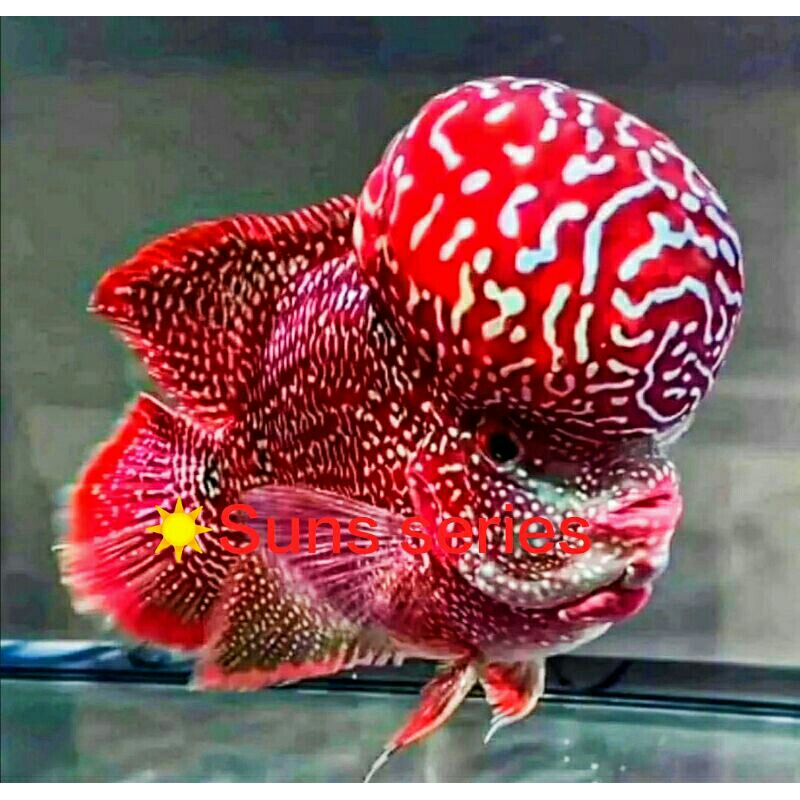 Jual Suns76 Burayak VIP Red Kng Kamfa F2 Ori Thailand | Shopee Indonesia Jual Suns76 Burayak VIP Red Kng Kamfa F2 Ori Thailand | Shopee Indonesia