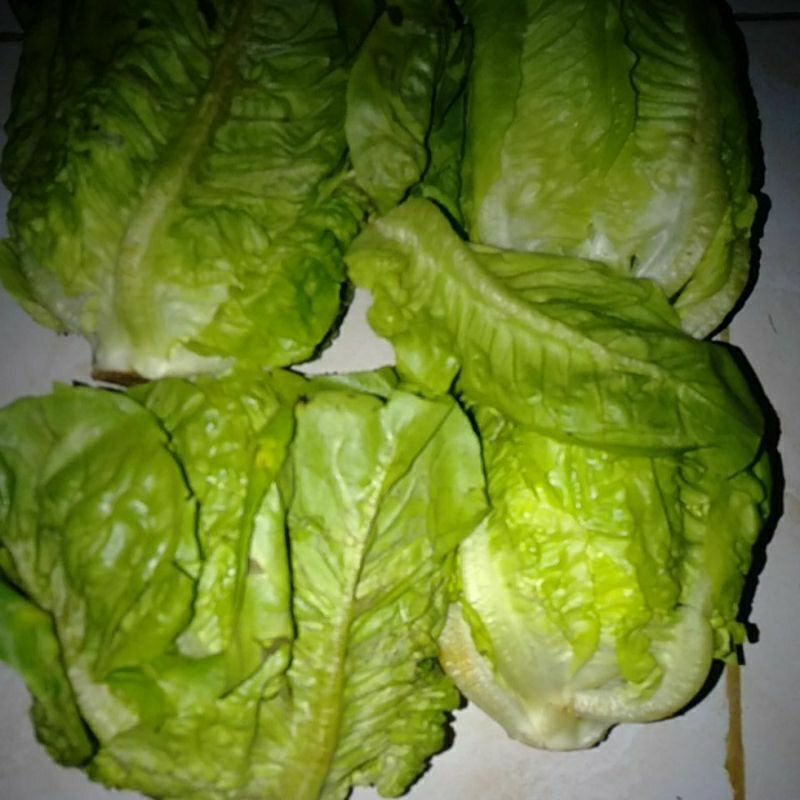 Jual SAYUR ROMAIN SEGAR | Shopee Indonesia