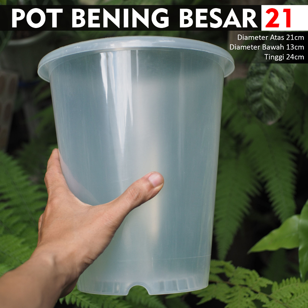 Jual Pot Bening Besar 21 - Pot Transparan Tinggi 24 | Shopee Indonesia