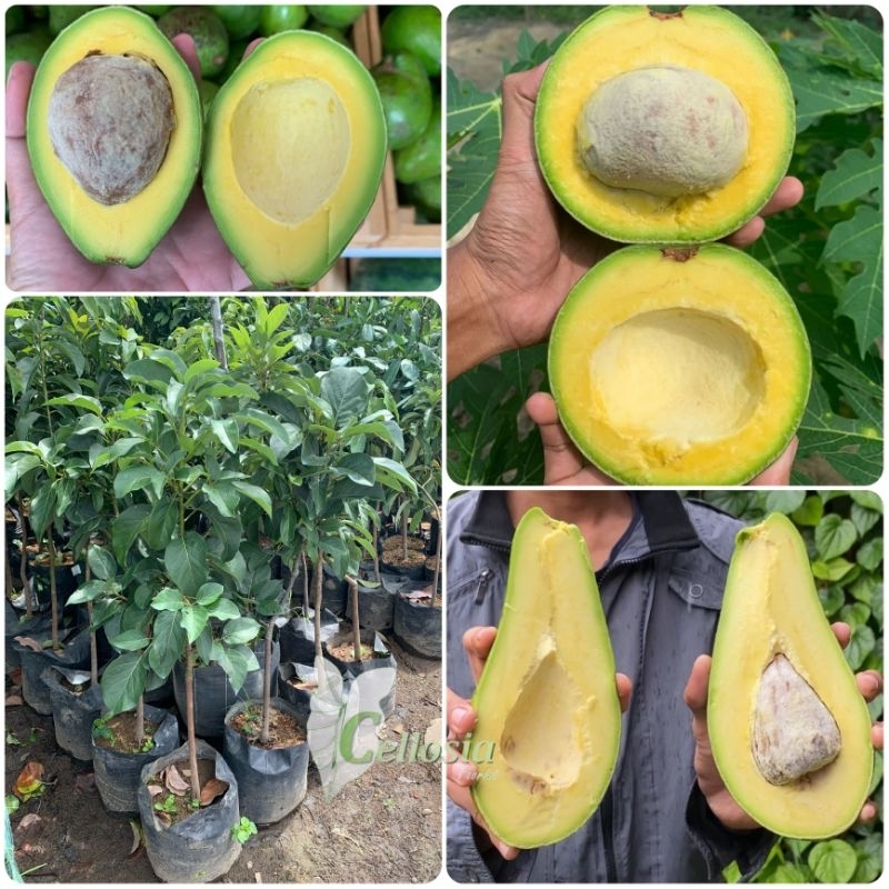 Jual Bibit Tanaman Buah Alpukat Dewasa (Mentega / Miki/ Aligator ...