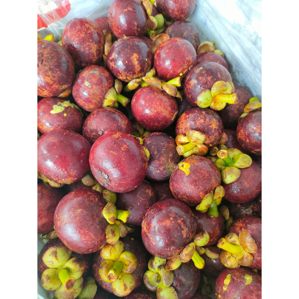 Jual BUAH MANGGIS | MANGGIS | MANGGIS FRESH | Shopee Indonesia