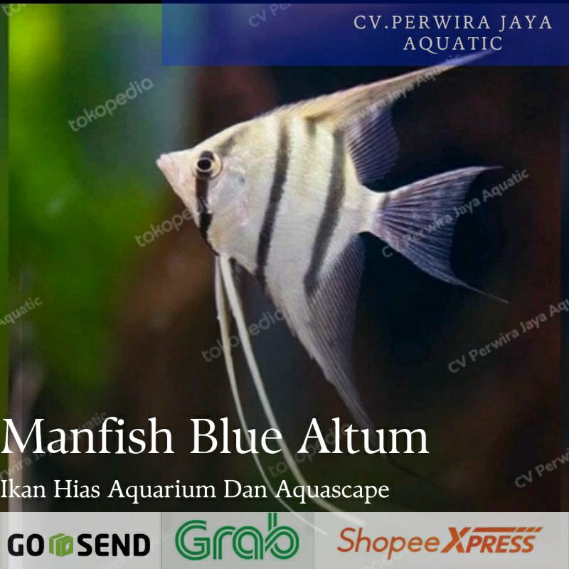 Jual Manfish Blue Altum Hiasan Aquarium, Aquascape, Dan Paludarium ...