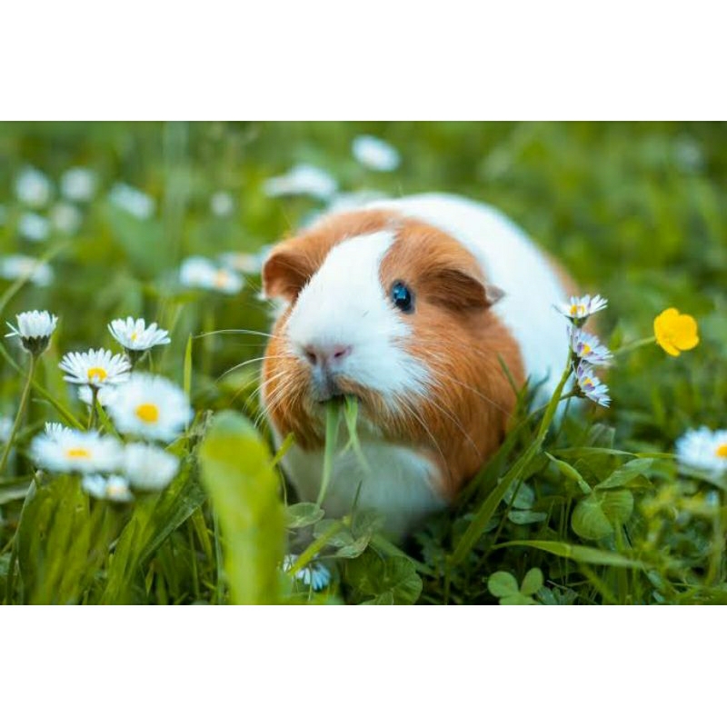 Jual Jual Anakan Guinea pig Lokal abysinian marmut marmoot | Shopee ...