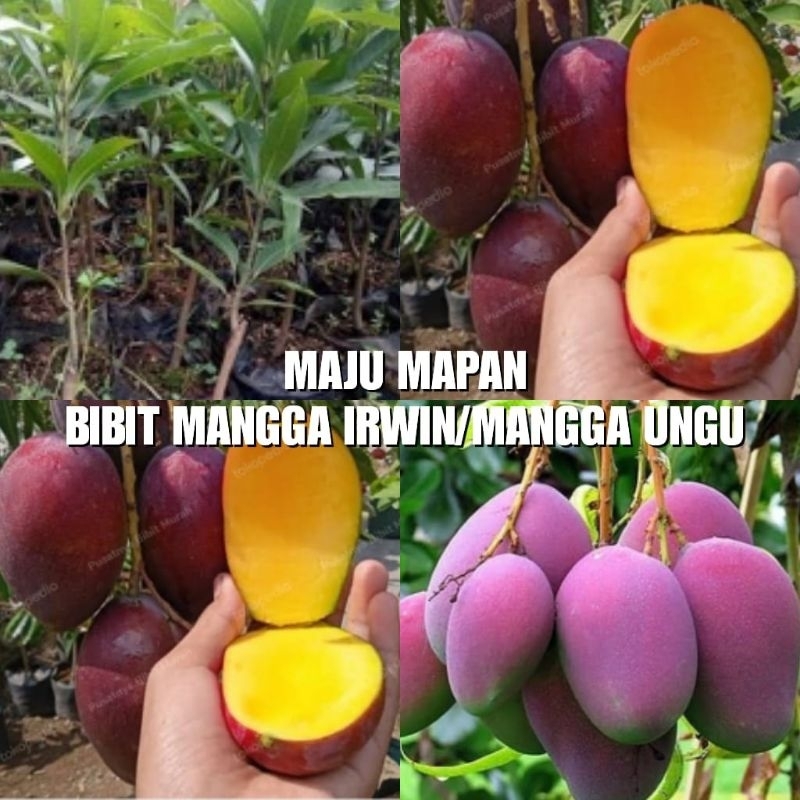 Jual BIBIT MANGGA IRWIN (MANGGA UNGU) | Shopee Indonesia