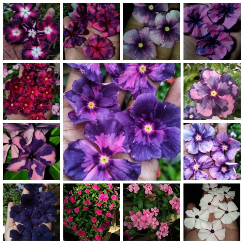 Jual Vinca series batik dan kawan2 ( biji ) | Shopee Indonesia