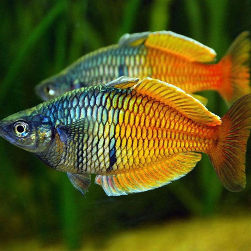 Jual ikan rainbow bosemani | Shopee Indonesia