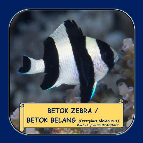 Jual IKAN HIAS AIR LAUT - BETOK ZEBRA / BETOK BELANG | Shopee Indonesia