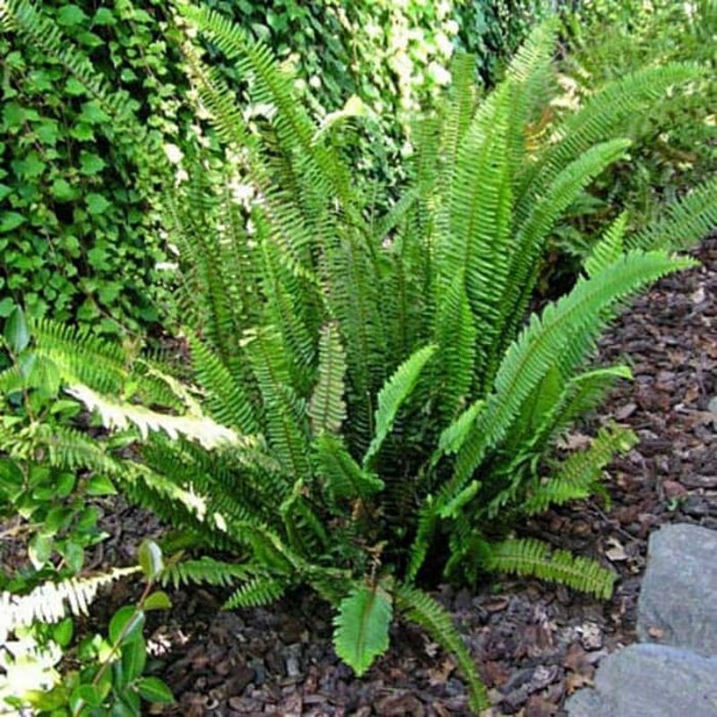 Jual 50 Bibit Tanaman Hias Pakis Kelabang Cabutan / Paku Sepat / Paku ...