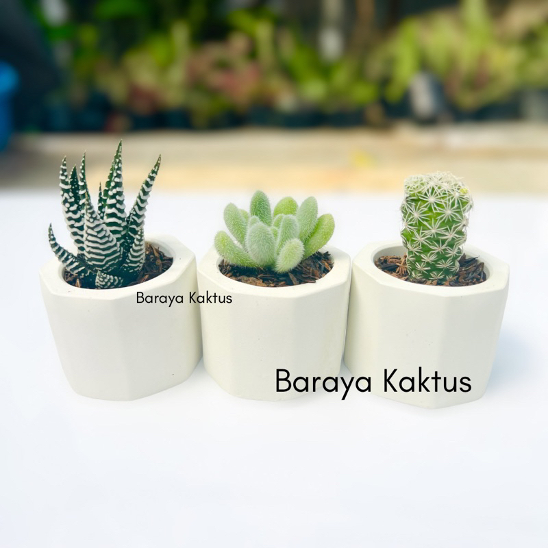 Jual Pot Tanaman Hias Terlengkap & Harga Terbaru Juni 2026 | Shopee ...