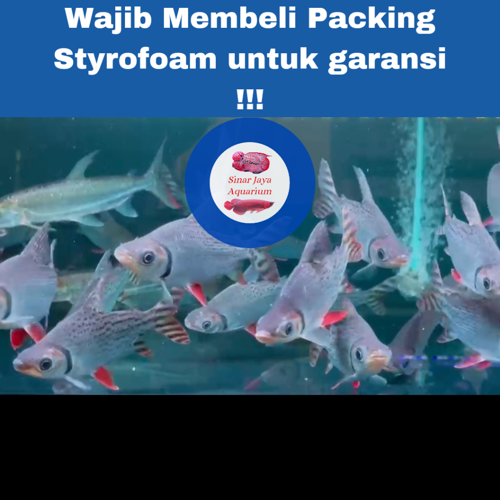 Jual 100% Garansi Red Feifeng RFF YFF / America Flagtail / Feifeng ...