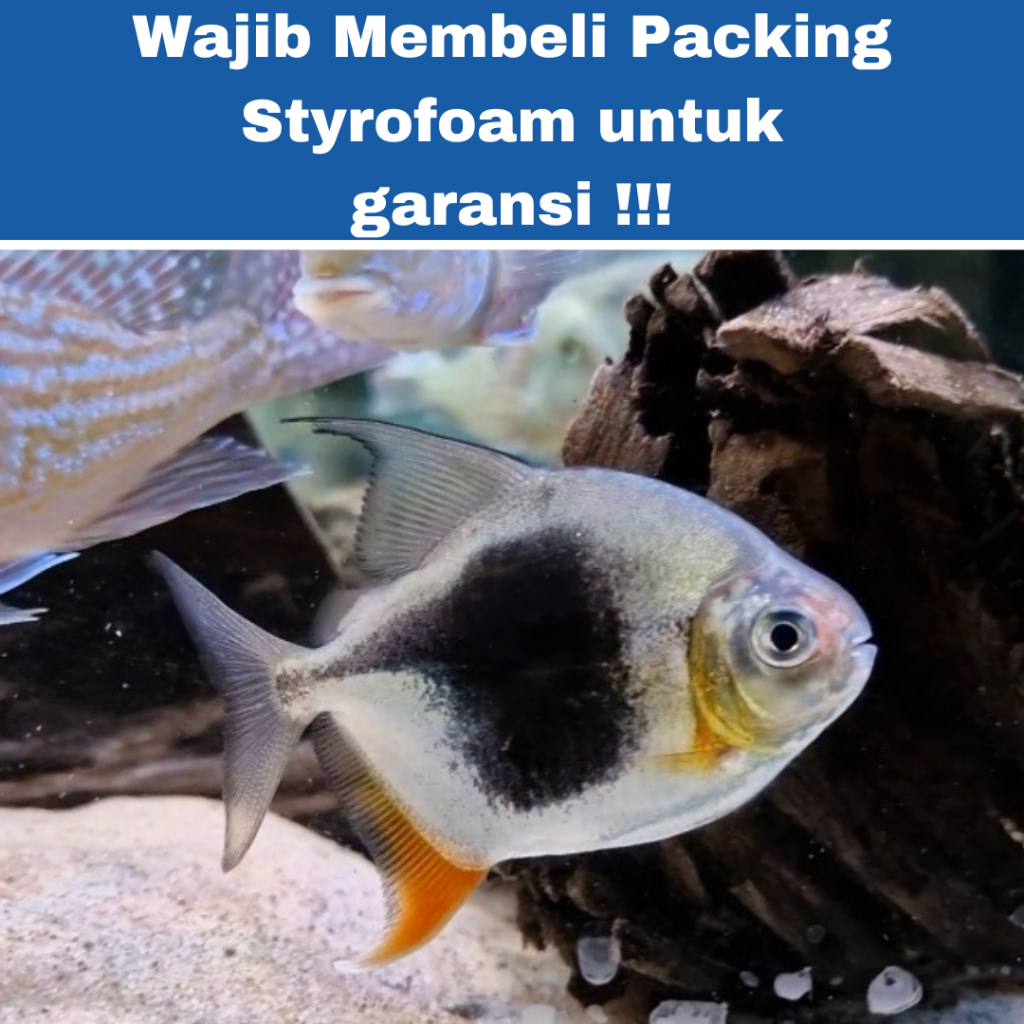 Jual Ikan Hias Myleus SP Blackberry Dollar Air Tawar Tankmate Predator ...