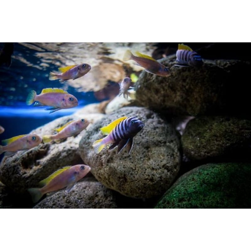 Jual Jalo Reef Afra Cichlids (Cynotilapia Zebroides) | Shopee Indonesia
