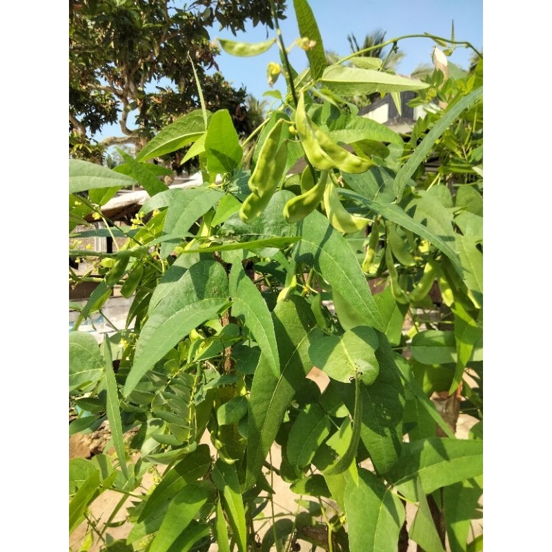 Jual KACANG ROAY KACANG KORO SEGAR FRES EXTRA 500g | Shopee Indonesia