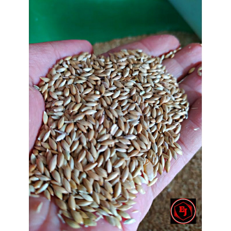 Jual KENARI SEED MILET KENARI PAKAN BURUNG KENARI | Shopee Indonesia