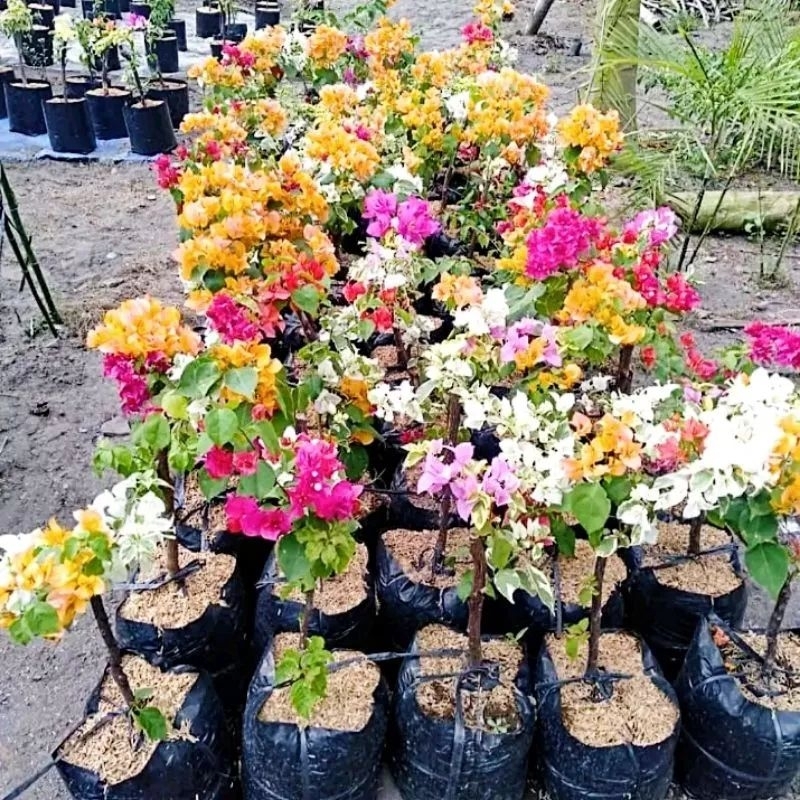 Jual Tanaman Hias Bunga Bugenvil 3 Warna | Shopee Indonesia
