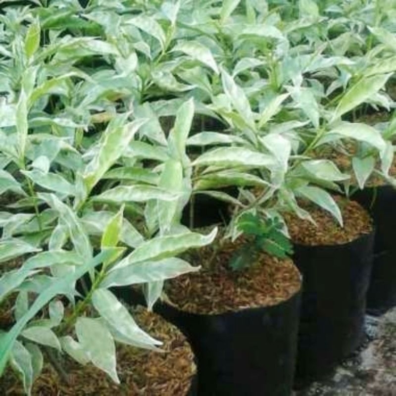 Jual tanaman hias saberna bunga putih/rembusa mini | Shopee Indonesia