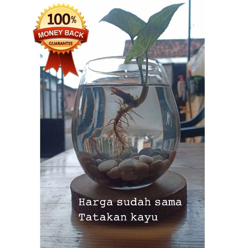 Jual Vas bunga kaca / Pot Tanaman Air Hidroponik | Shopee Indonesia