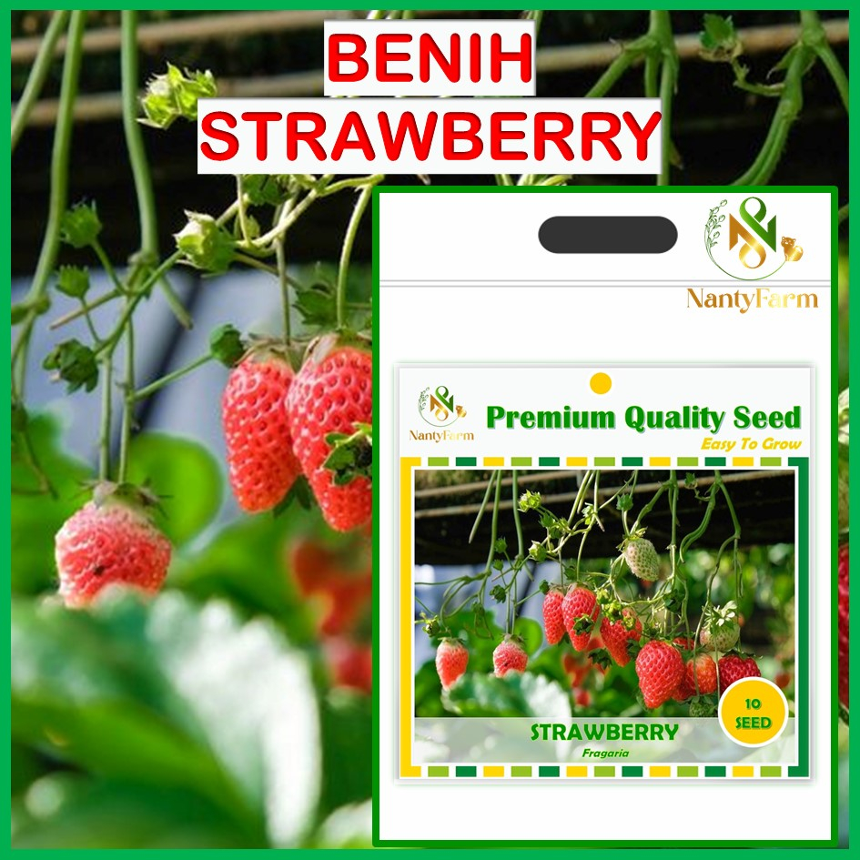 Jual Benih Biji Buah Strawberry Stoberi California Cepat Berbuah 10 ...