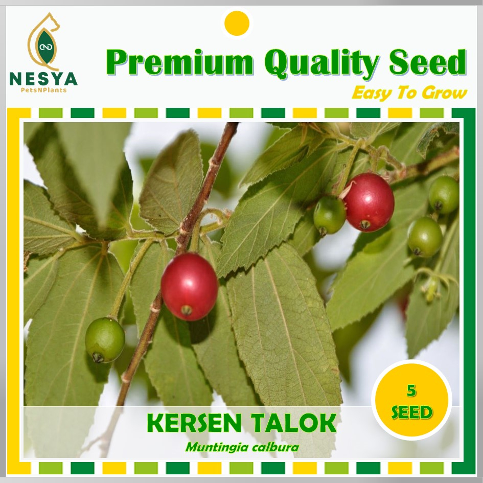 Jual Benih Kersen Talok Benih Biji Buah Talok 50 Biji Unggul Berkualitas | Shopee Indonesia