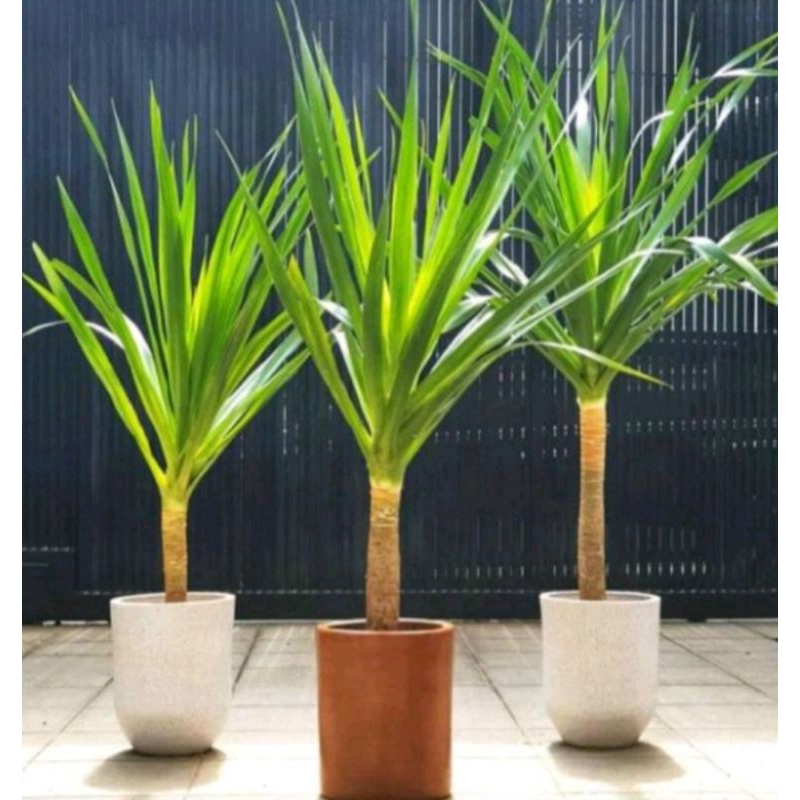 Jual Tanaman hias indoor Pandan Bali 1meter daun | Shopee Indonesia
