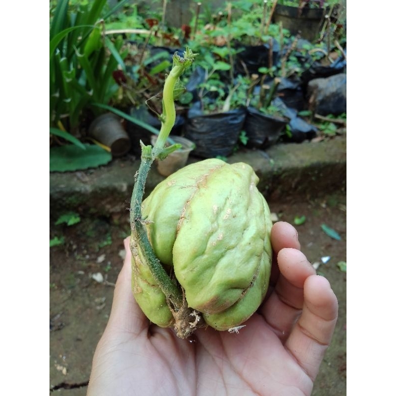 Jual BIBIT LABU SIAM SIAP TANAM / BIBIT LABU SIAM | Shopee Indonesia