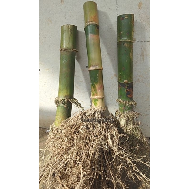 Jual Bibit Bongol Bambu Ampel Hijau Bambu Kulit Licin/Bening Siap Tanam ...