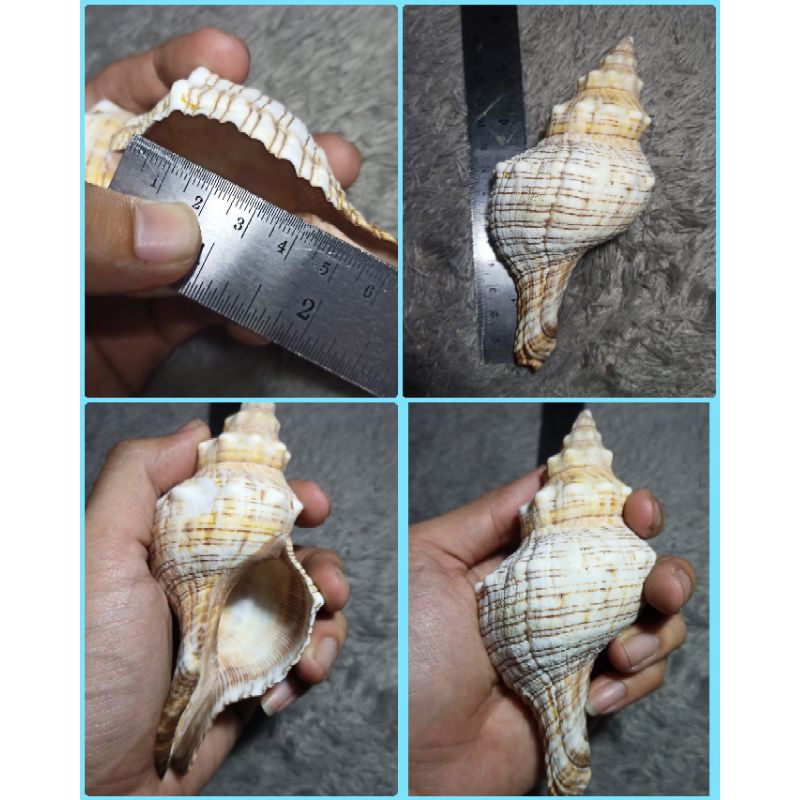 Jual Cangkang Kelomang Kosong Banyak Varian | Shopee Indonesia