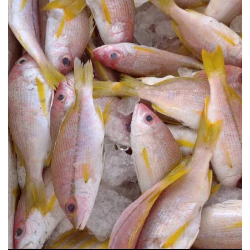 Jual IKAN EKOR KUNING FRESH GRADE A_1Kg /ANEKA IKAN LAUT SEGAR ...