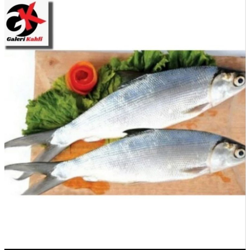 Jual IKAN BANDENG JUMBO FRESH GRADE A / 1Kg isi 1 / 1Kg Isi 2 / ANEKA ...