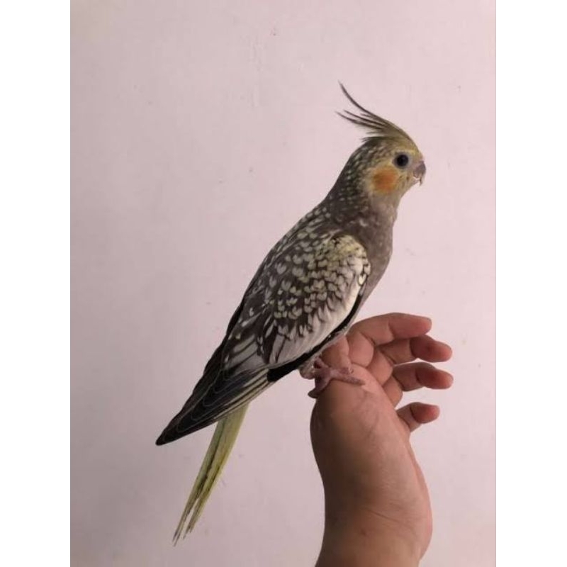 Jual BURUNG FALK FALAK PARKIT AUSTRALIA DEWASA SIAP TERNAK PENGIRIMAN ...