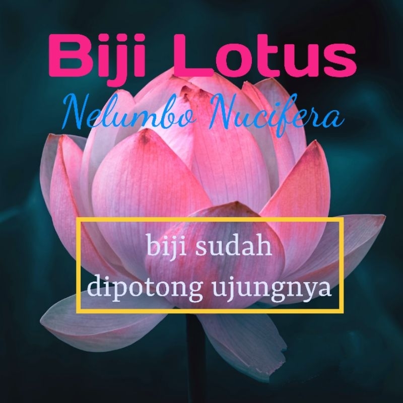 Jual Benih Bibit biji Bunga Teratai Lotus Bonsai Mini Dwarf Warna ...